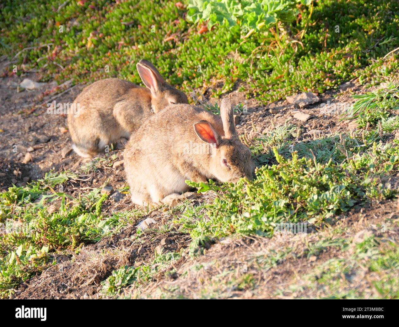 Two rabbits eating the sparse coastal vegetation at Lizard Point in ...