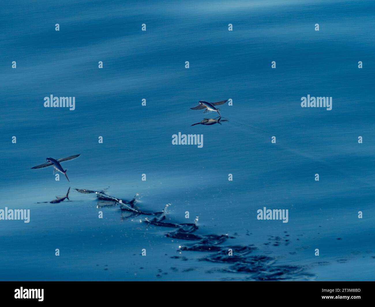 Papua new guinea png wildlife hi-res stock photography and images - Alamy