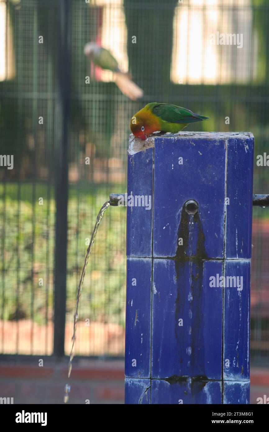 Colorful parrot drink water hi-res stock photography and images - Alamy