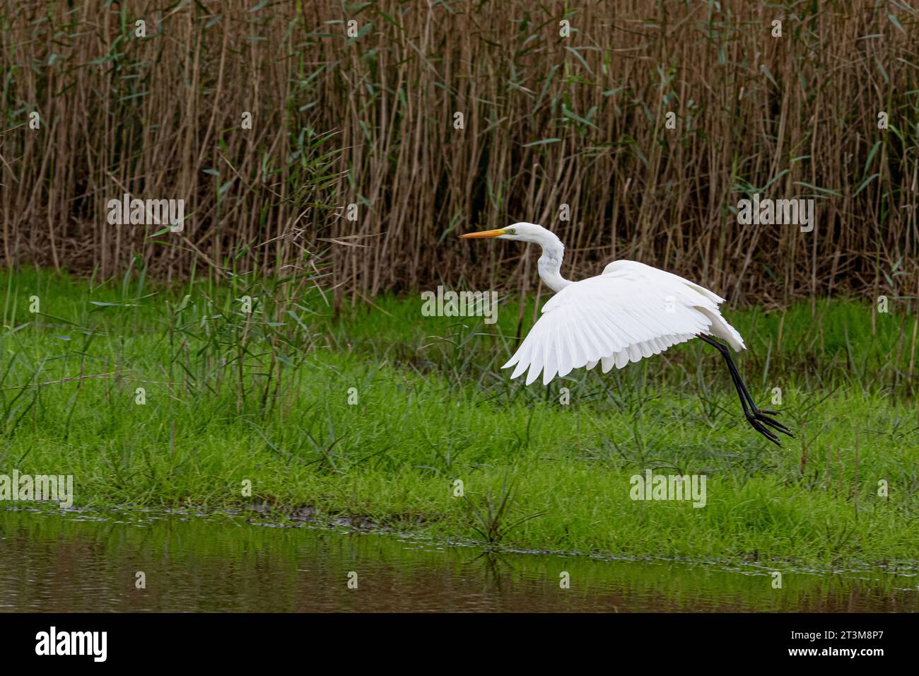 The great egret (Ardea alba), also known as the common egret, large ...