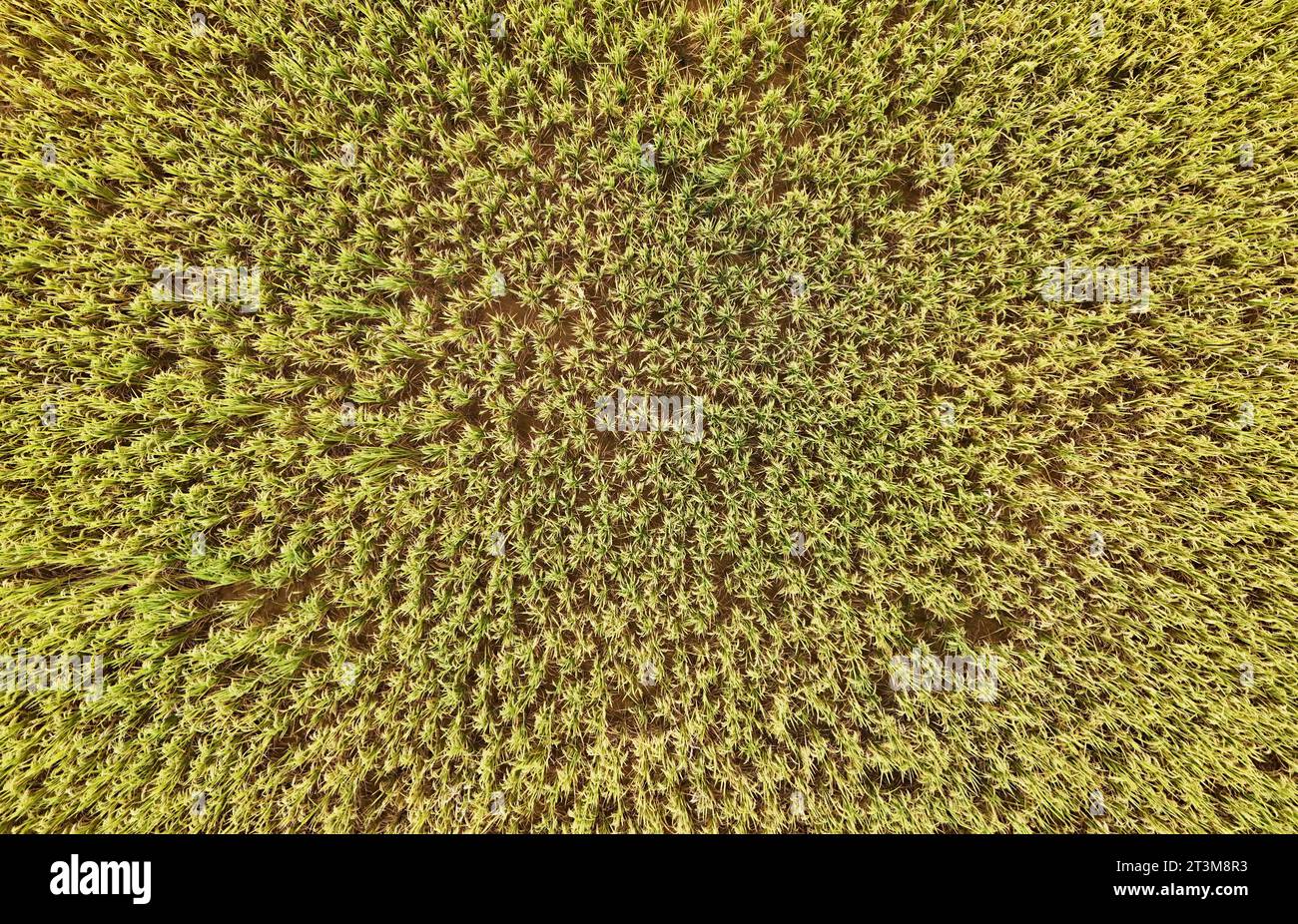 Aerial photo shows the golden rice field in Nanning City, south China's ...