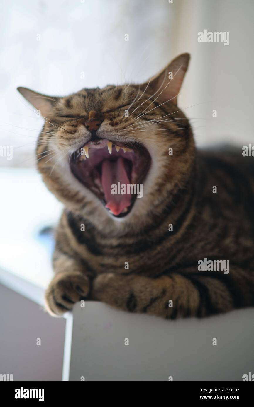 british shorthair tabby cat yawns Stock Photo - Alamy