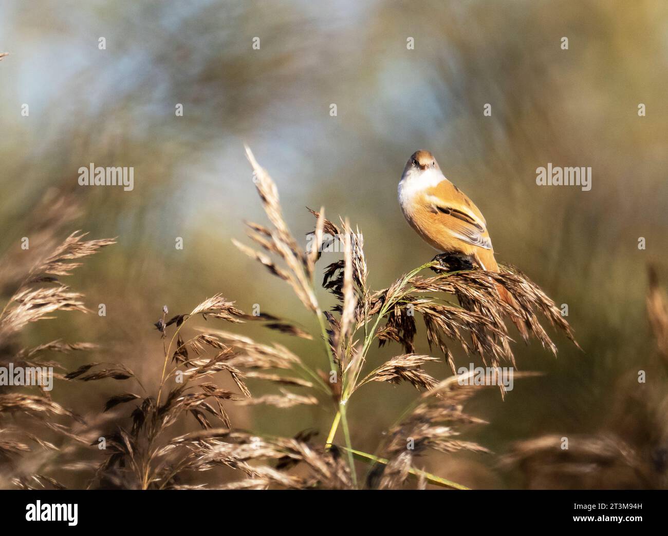 Female Bearded Reedling, Panurus biarmicus at Leighton Moss nature ...