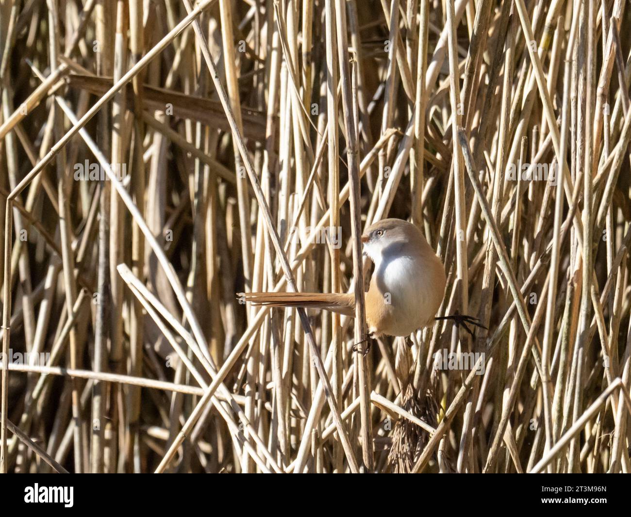 Female Bearded Reedling, Panurus biarmicus at Leighton Moss nature ...