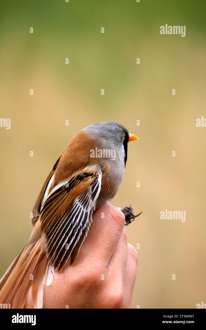Holding a Small bird in hand Stock Photo - Alamy