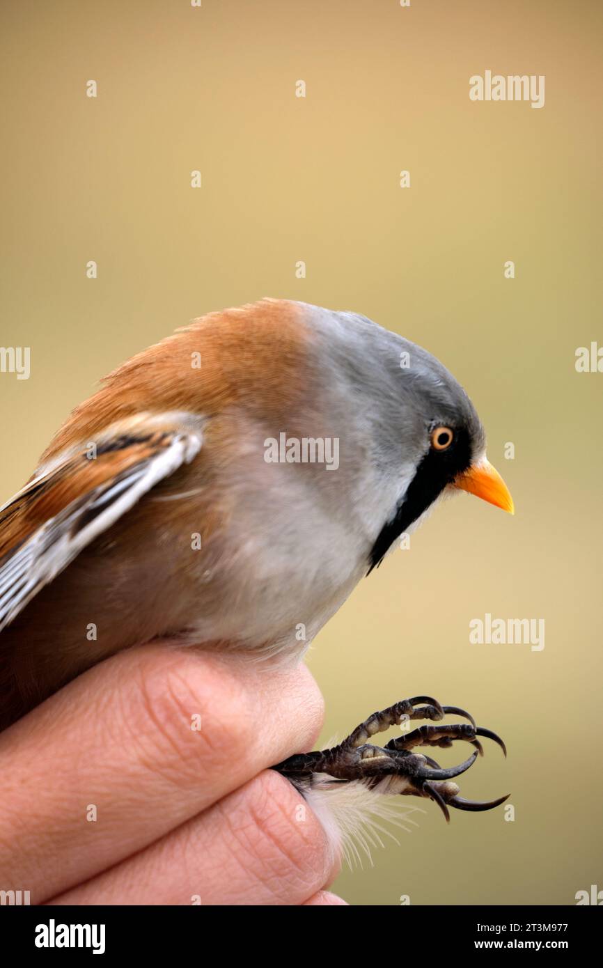Holding a Small bird in hand Stock Photo - Alamy