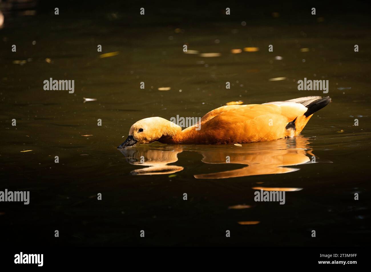 Shelduck water bird hi-res stock photography and images - Alamy