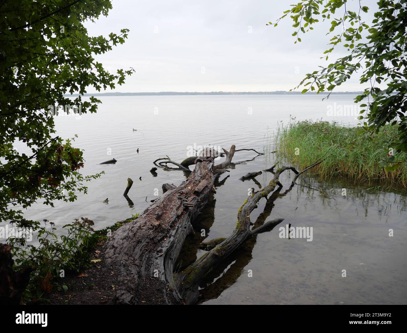 Trees fell into Schwerin Lake in front of Wiligrad Castle near Lübstorf ...