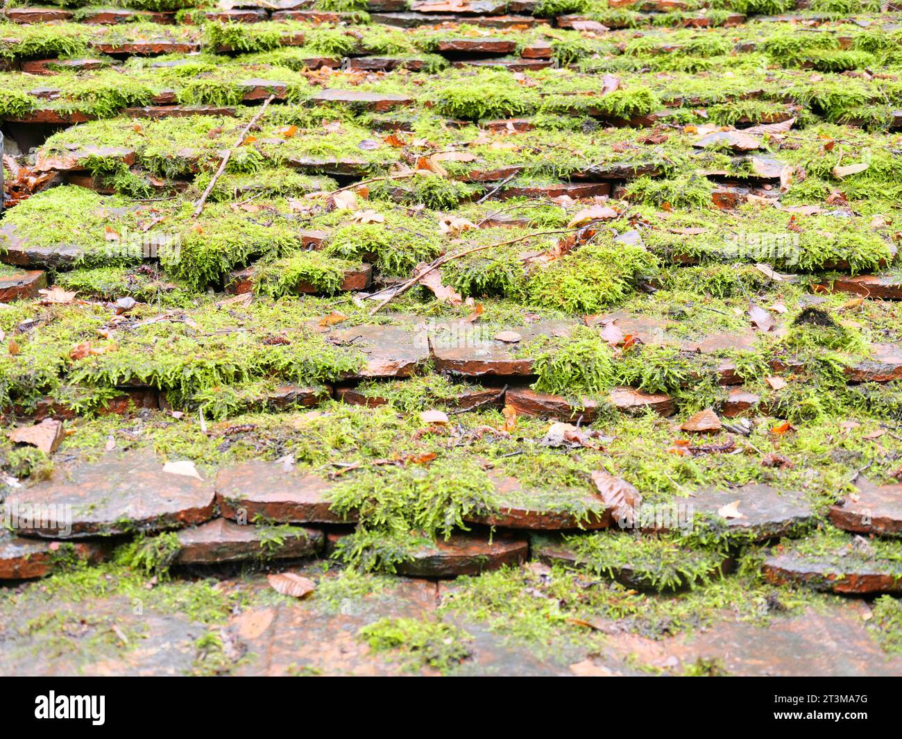 Dense moss growth on a tile roof covered with beaver tails Stock Photo ...
