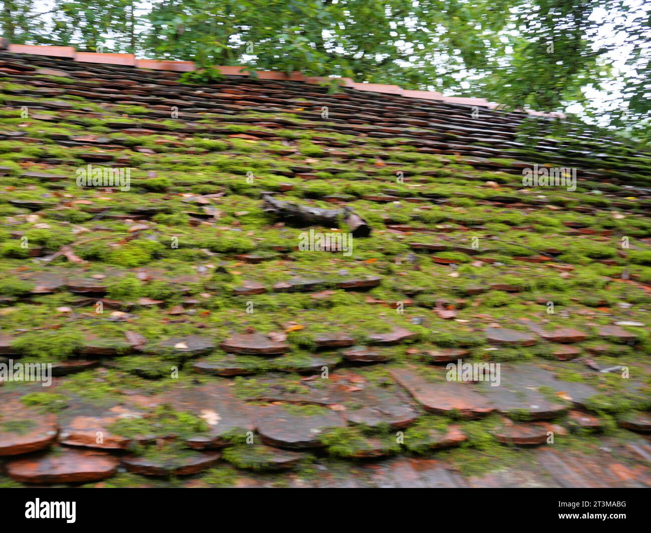 Dense moss growth on a tile roof covered with beaver tails Stock Photo ...