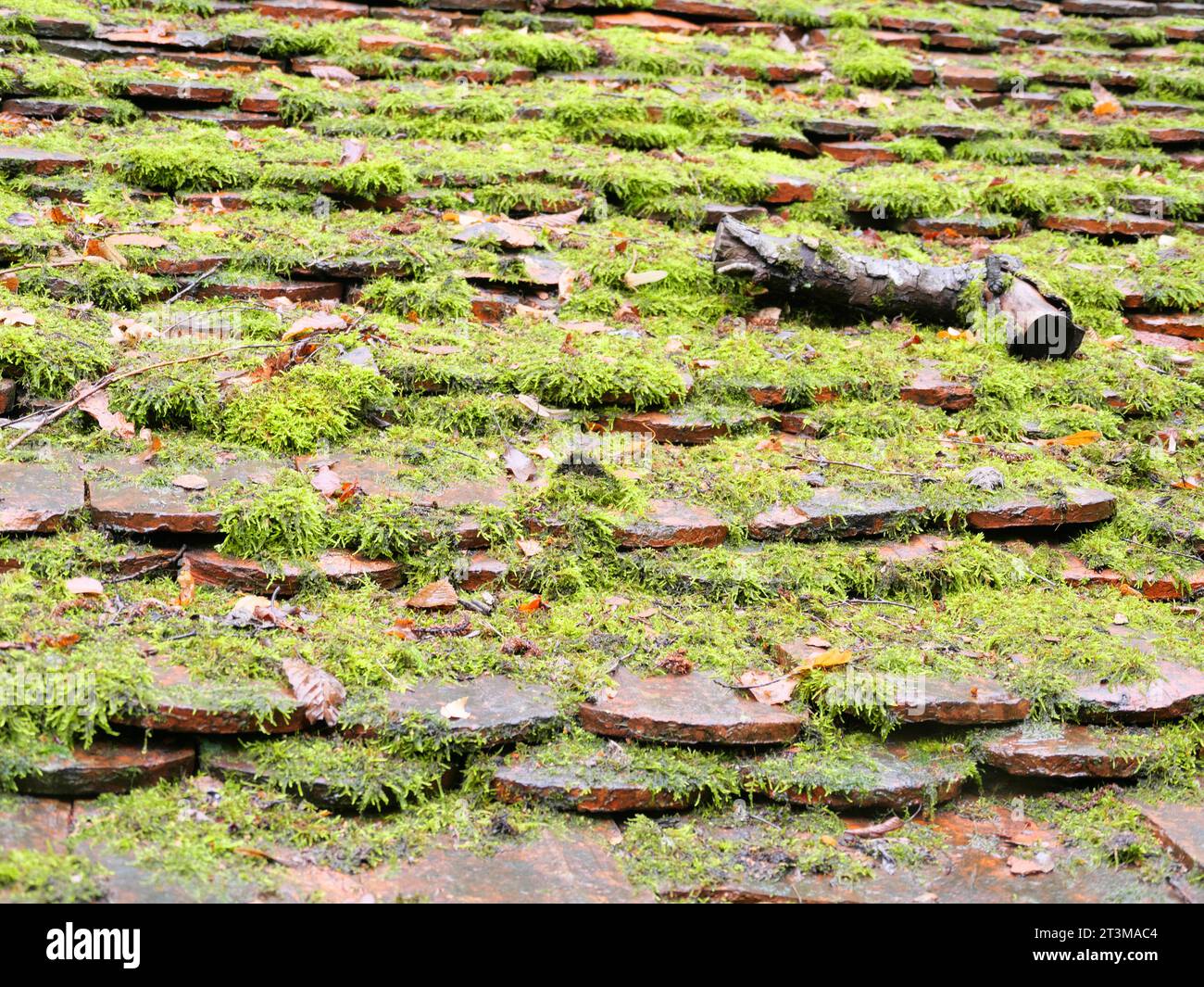Dense moss growth on a tile roof covered with beaver tails Stock Photo ...
