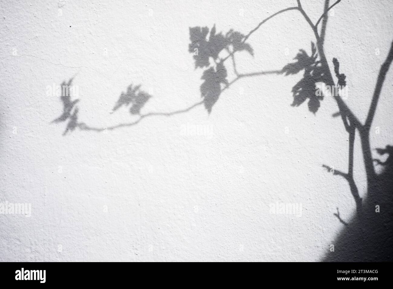 Bush shadow hi-res stock photography and images - Alamy