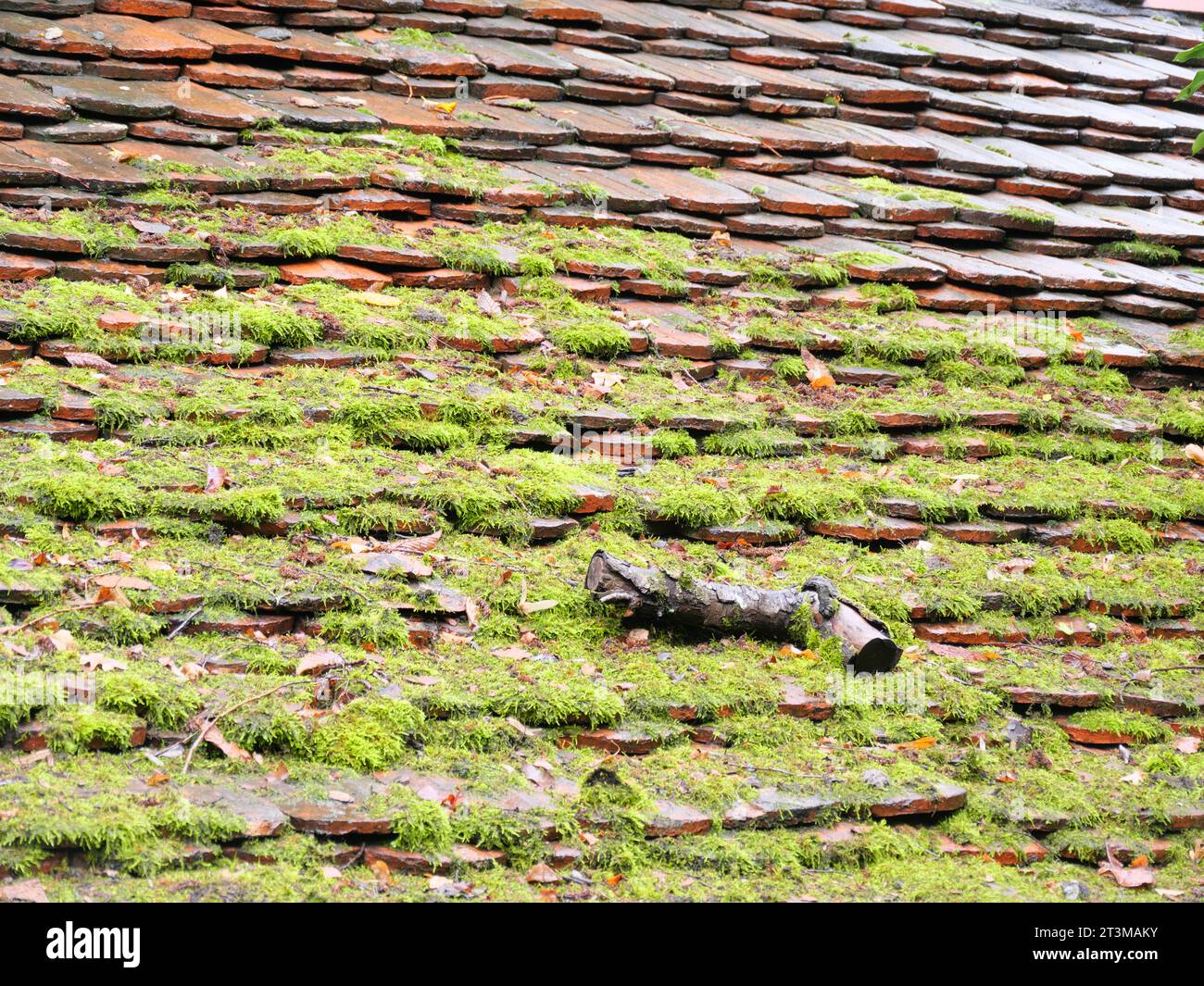 Dense moss growth on a tile roof covered with beaver tails Stock Photo ...