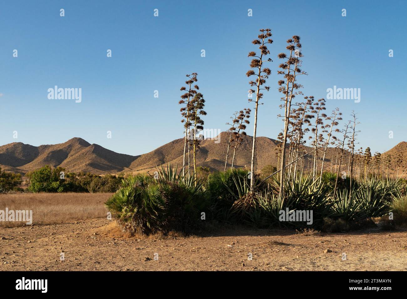 Agave americana plants in Los Genoveses beach zone at sunset in the ...