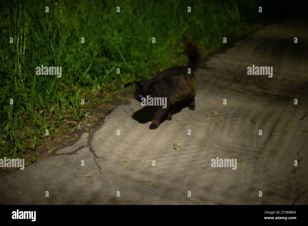 Black cat walks on street hi-res stock photography and images - Alamy