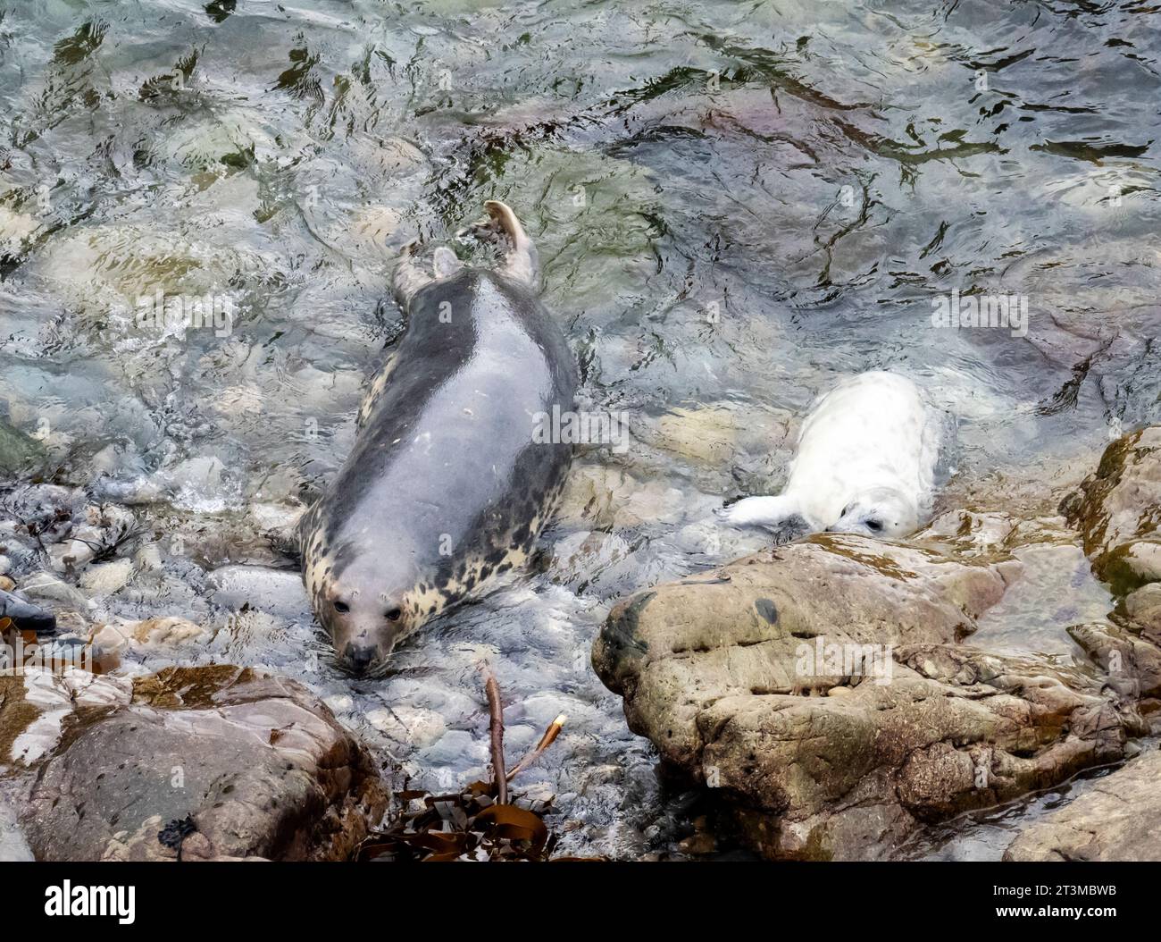 A female Grey Seal, Halichoerus grypus with her pup at Wooltack Point ...