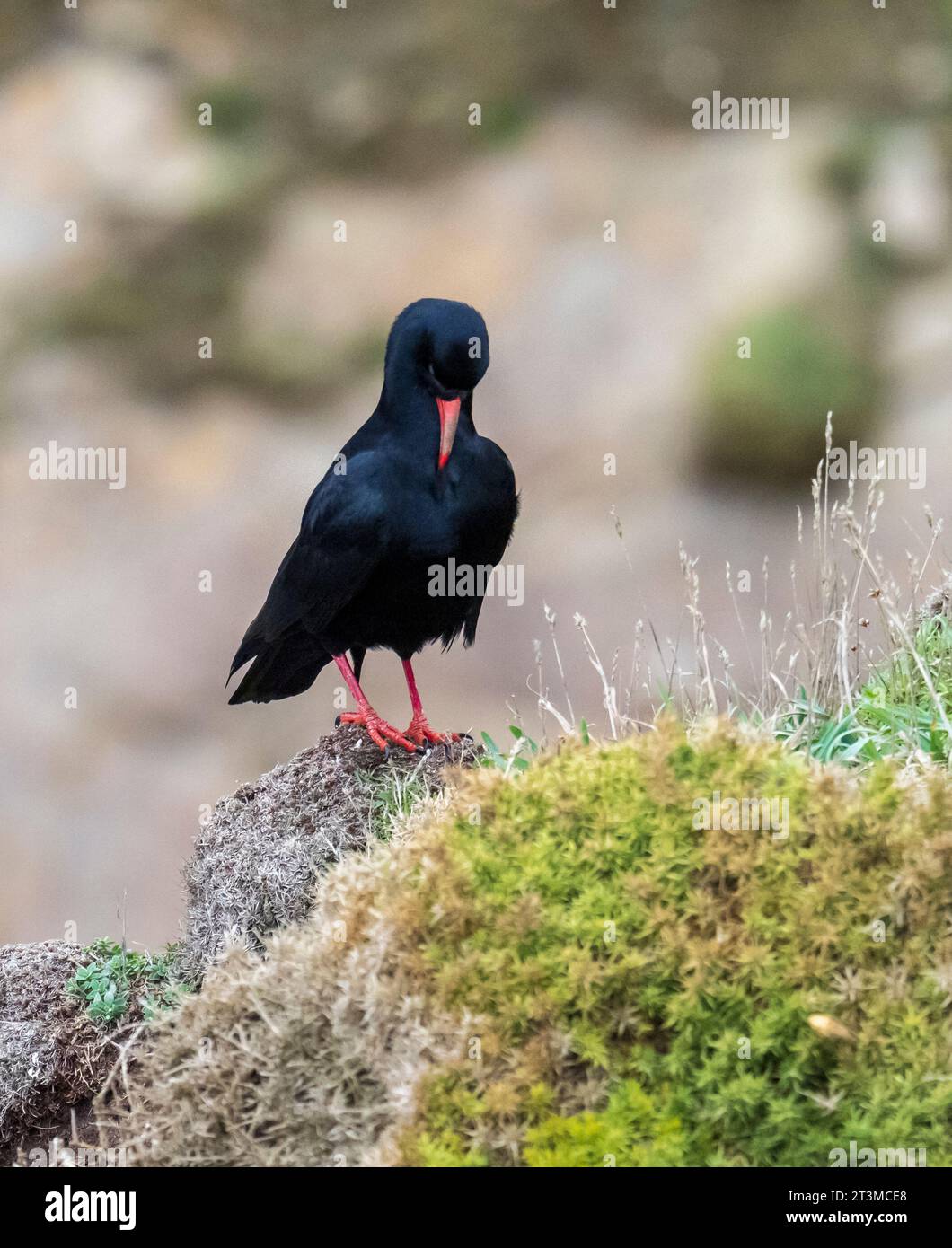 Red Billed Chough, Pyrrhocorax pyrrhocorax at Wooltack Point ...