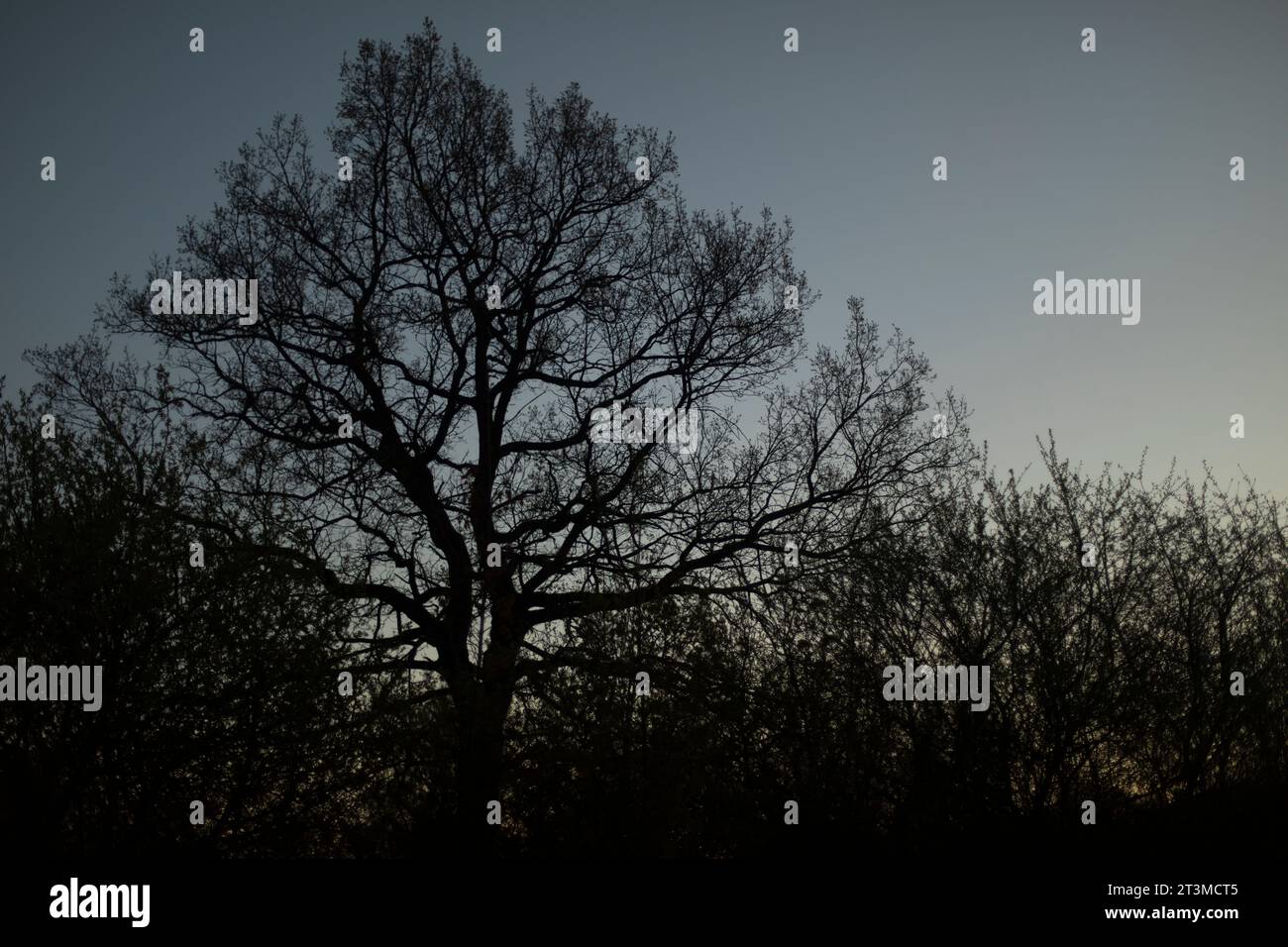 Large oak tree in forest. Tree in park. Sprawling oak branches. Pre ...