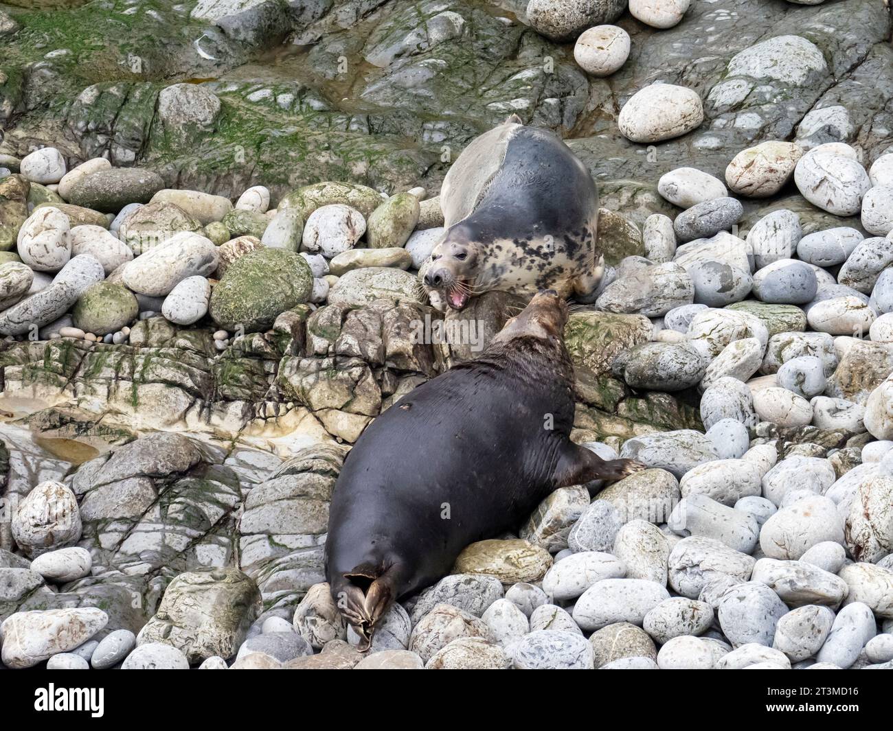 A female Grey Seal, Halichoerus grypus fighting off a male that is ...