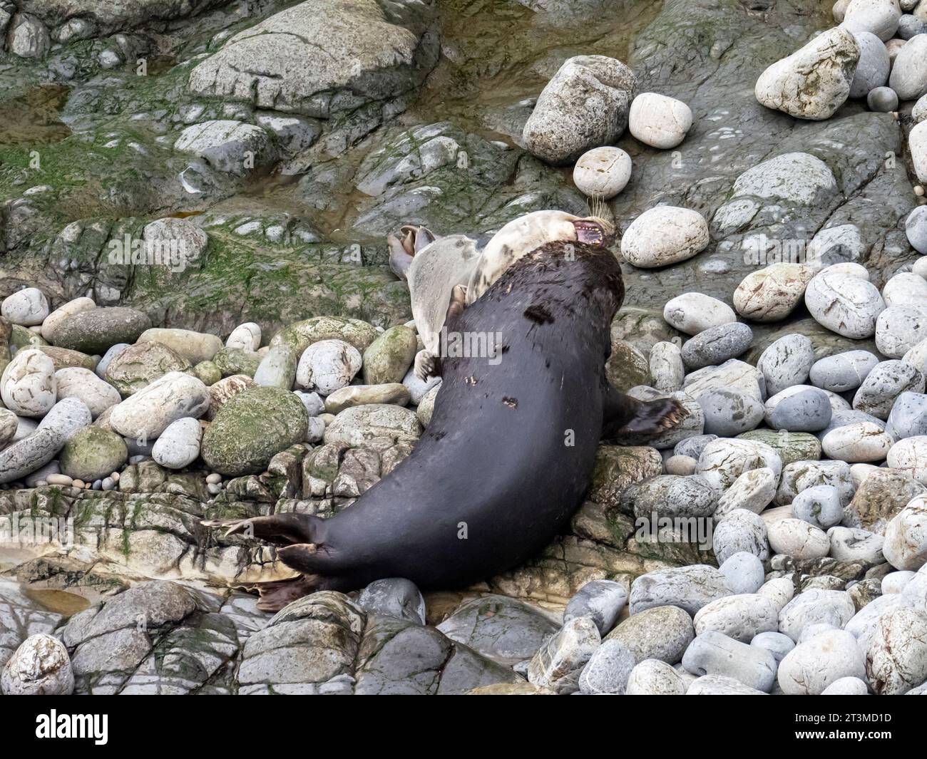 A female Grey Seal, Halichoerus grypus fighting off a male that is ...