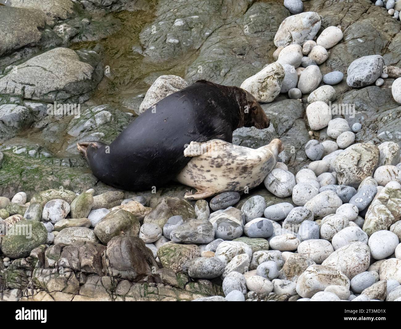 A female Grey Seal, Halichoerus grypus fighting off a male that is ...