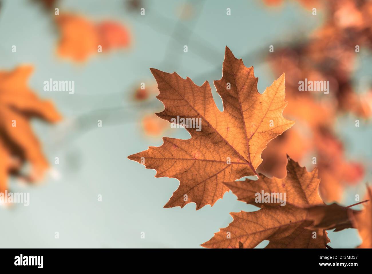 Yellowed leaves of plane tree in front of blue sunny sky in autumn ...