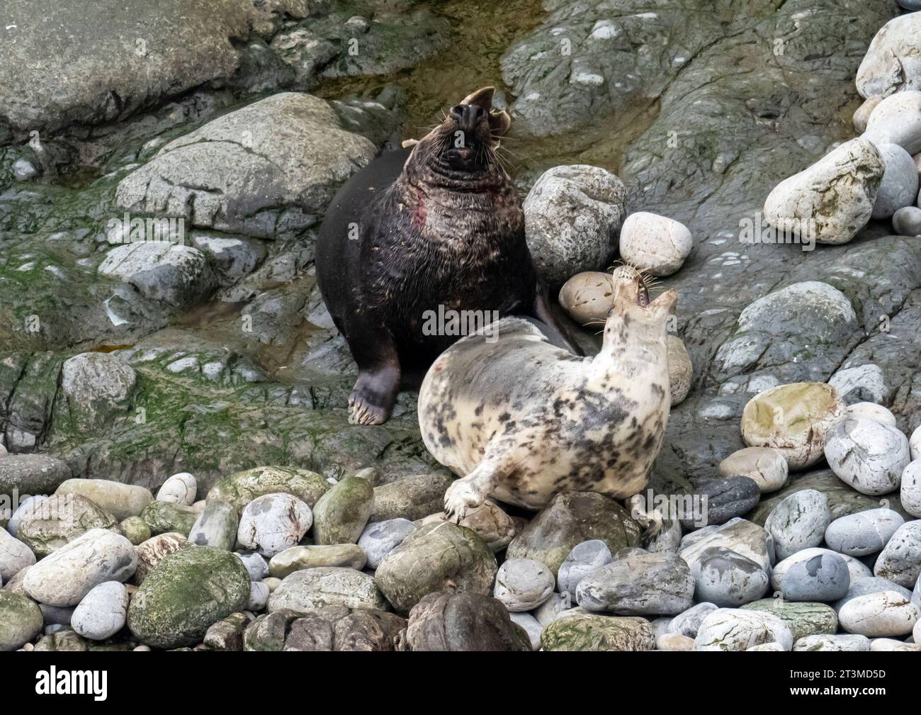 A female Grey Seal, Halichoerus grypus fighting off a male that is ...