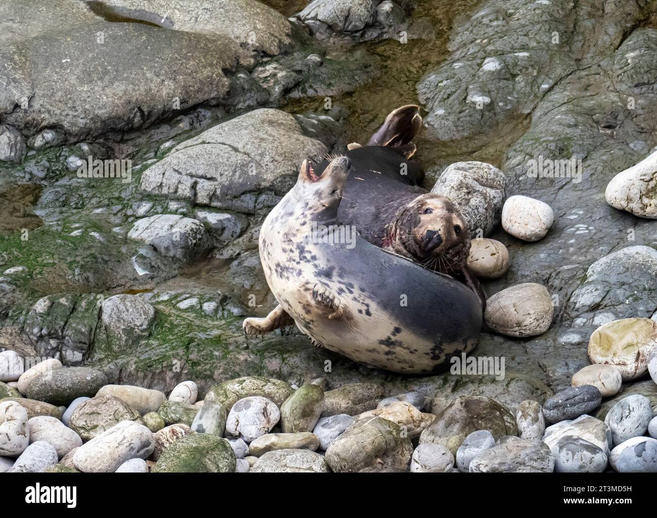A female Grey Seal, Halichoerus grypus fighting off a male that is ...