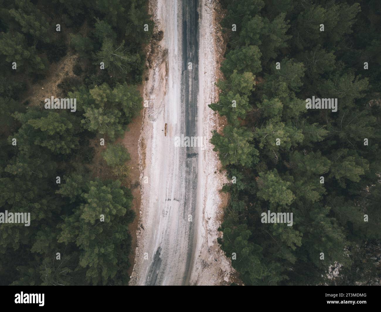 Aerial view of forest road with pine trees on both sides in autumn ...