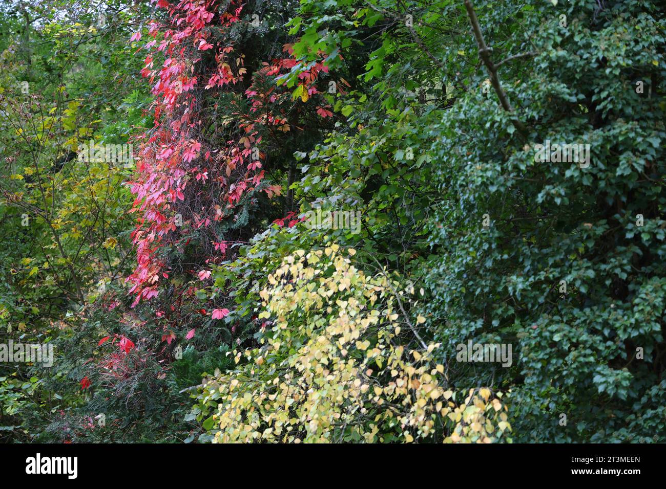 Schulpforte 22.10.2023, Naumburg OT Schulpforte, Klosteranlage ...