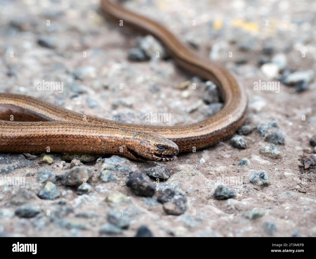 A Slow Worm, Anguis fragilis on St Ann's Head near Dale, Pembrokeshire ...