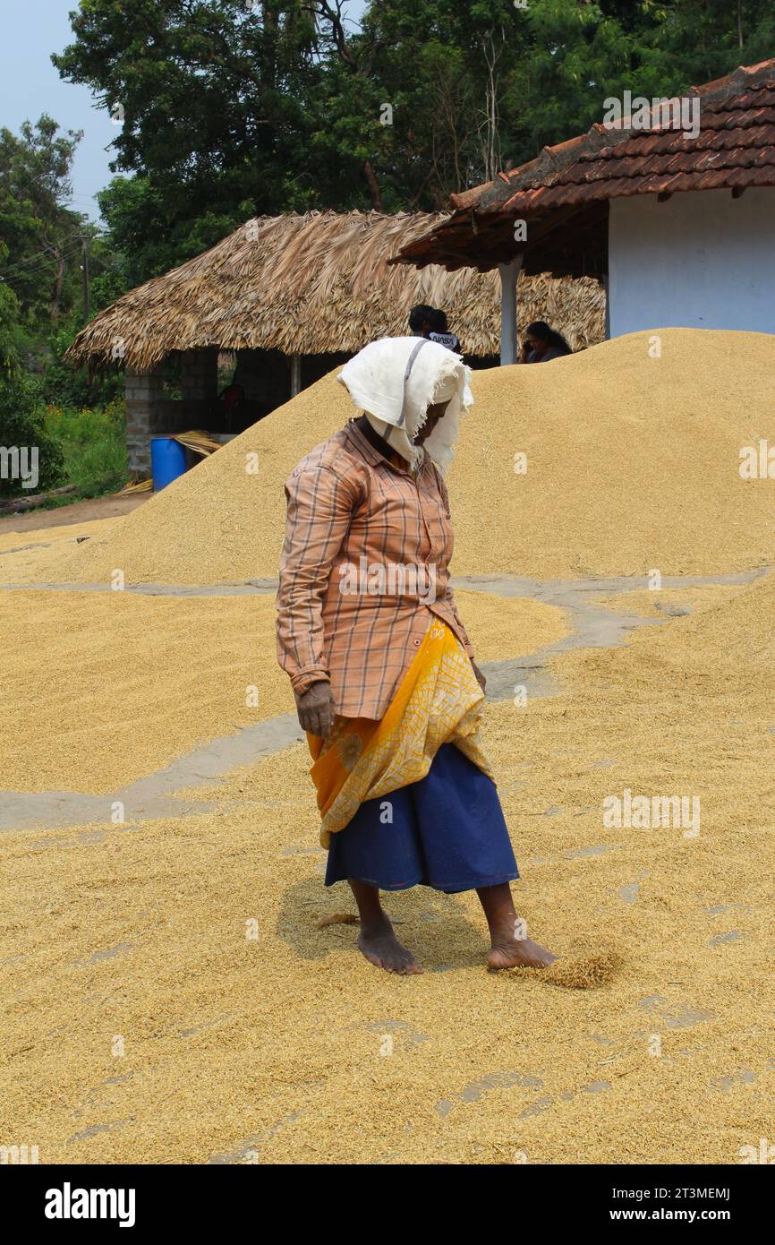 Drying paddy in kerala hi-res stock photography and images - Alamy