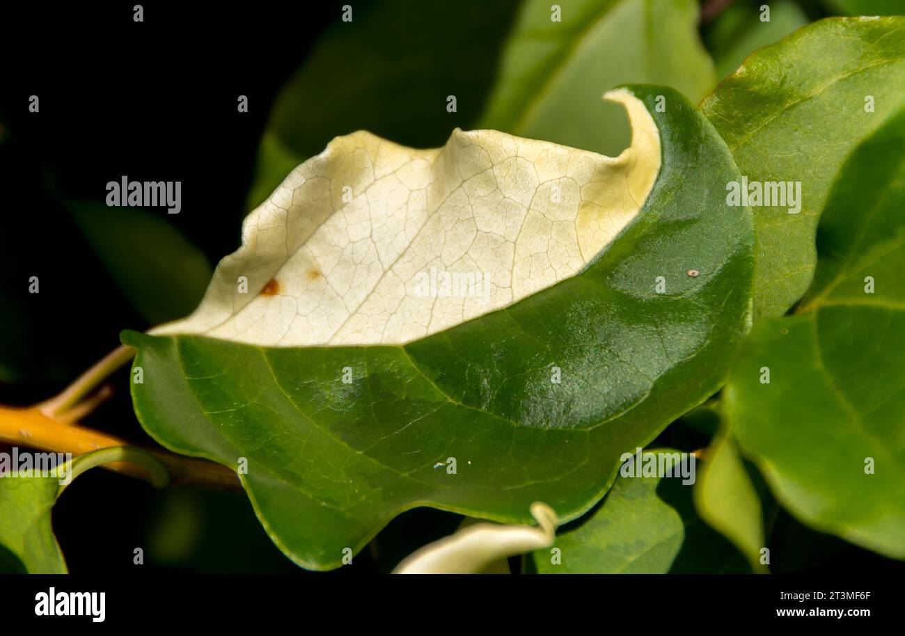 Single isolated leaf of bougainvillea bush which is half white, growing ...