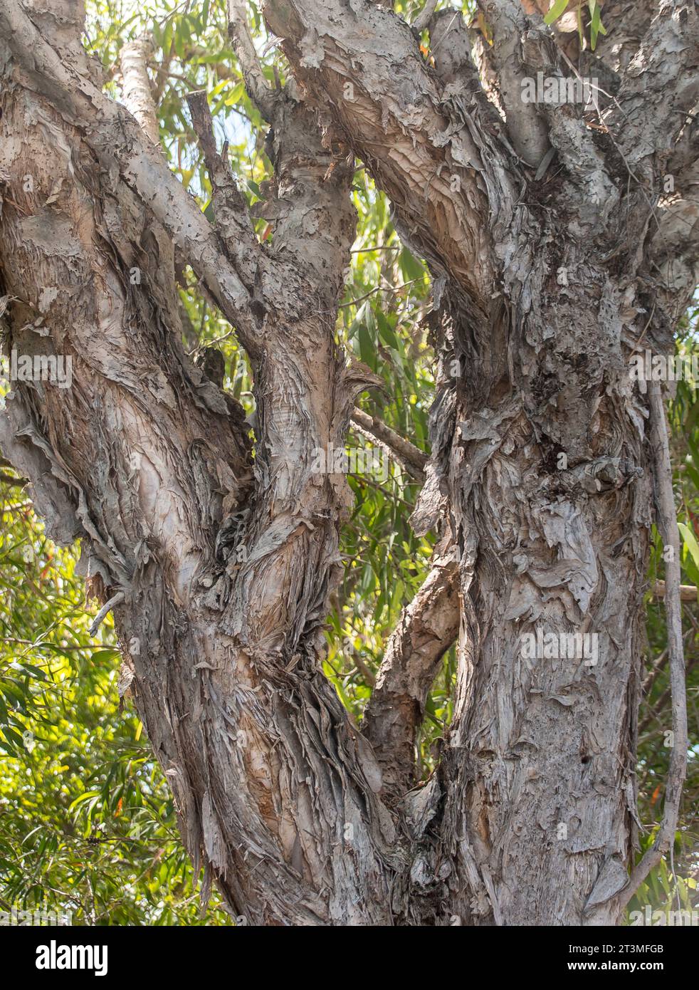 Australian paperbark tree hi-res stock photography and images - Alamy