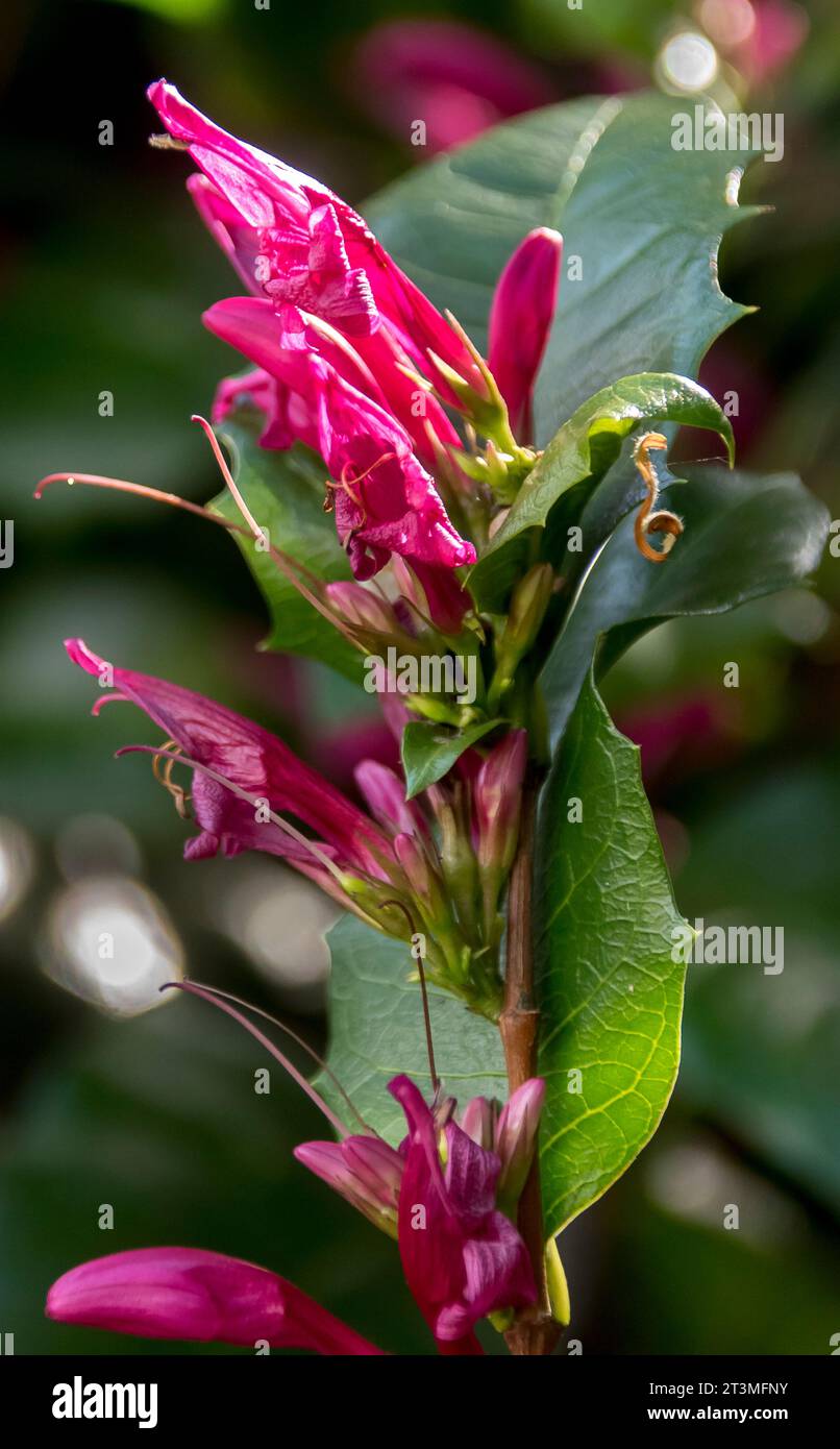 Rainforest Flowers And Names Explore Photos Of Tropical Rainforest