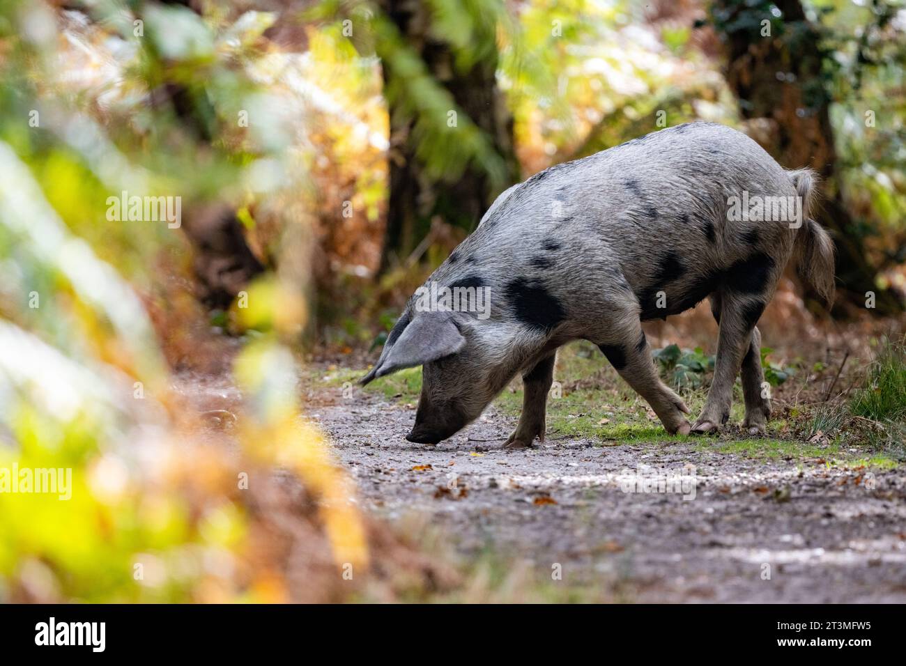 Mangalitsia breed hi-res stock photography and images - Alamy