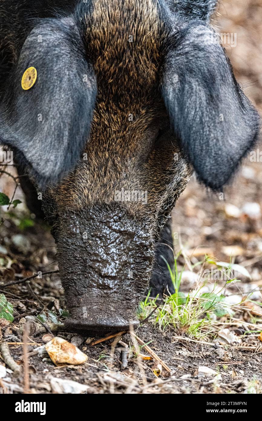 Mangalitsia breed hi-res stock photography and images - Alamy
