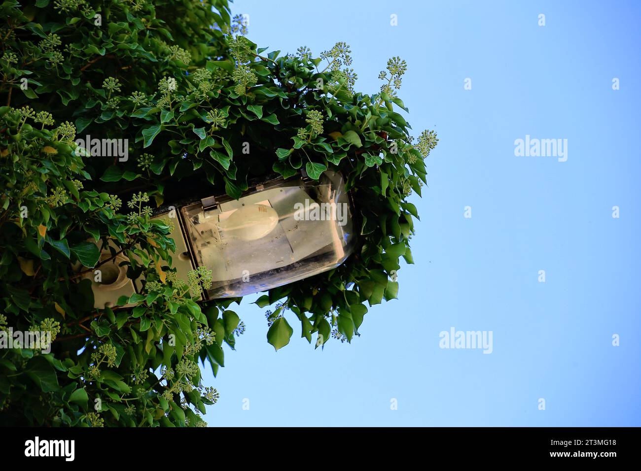 Grow lamp blue hi-res stock photography and images - Alamy