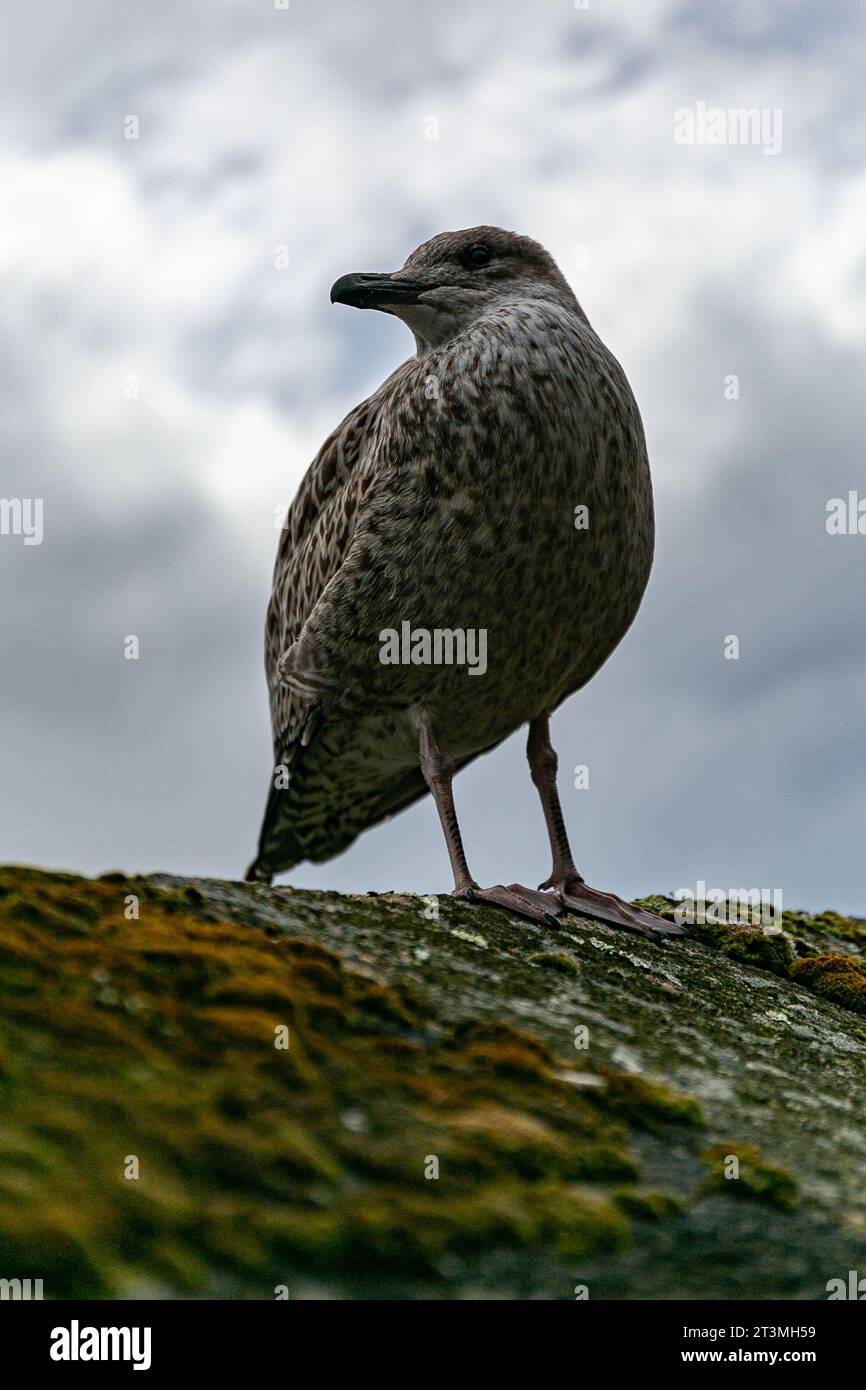 Top rampart hi-res stock photography and images - Alamy