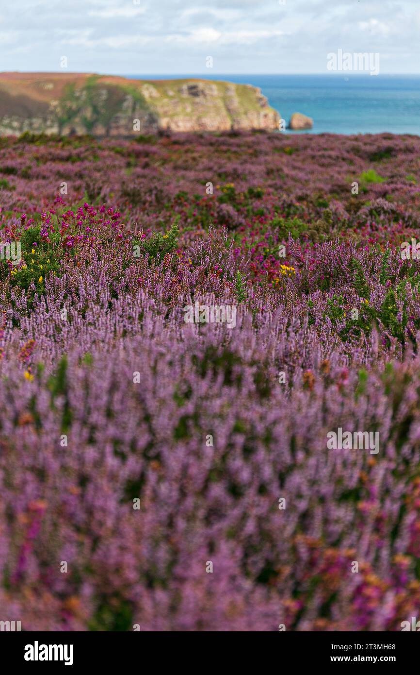 Flora cap hi-res stock photography and images - Alamy