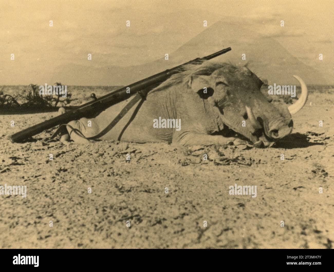 Dead worthog with the rifle of the hunter on top, Somalia 1939 Stock ...