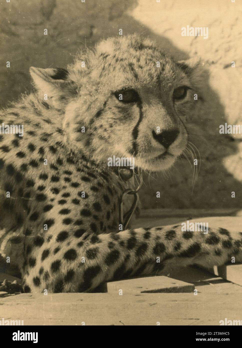 Cheetah with collar hi-res stock photography and images - Alamy