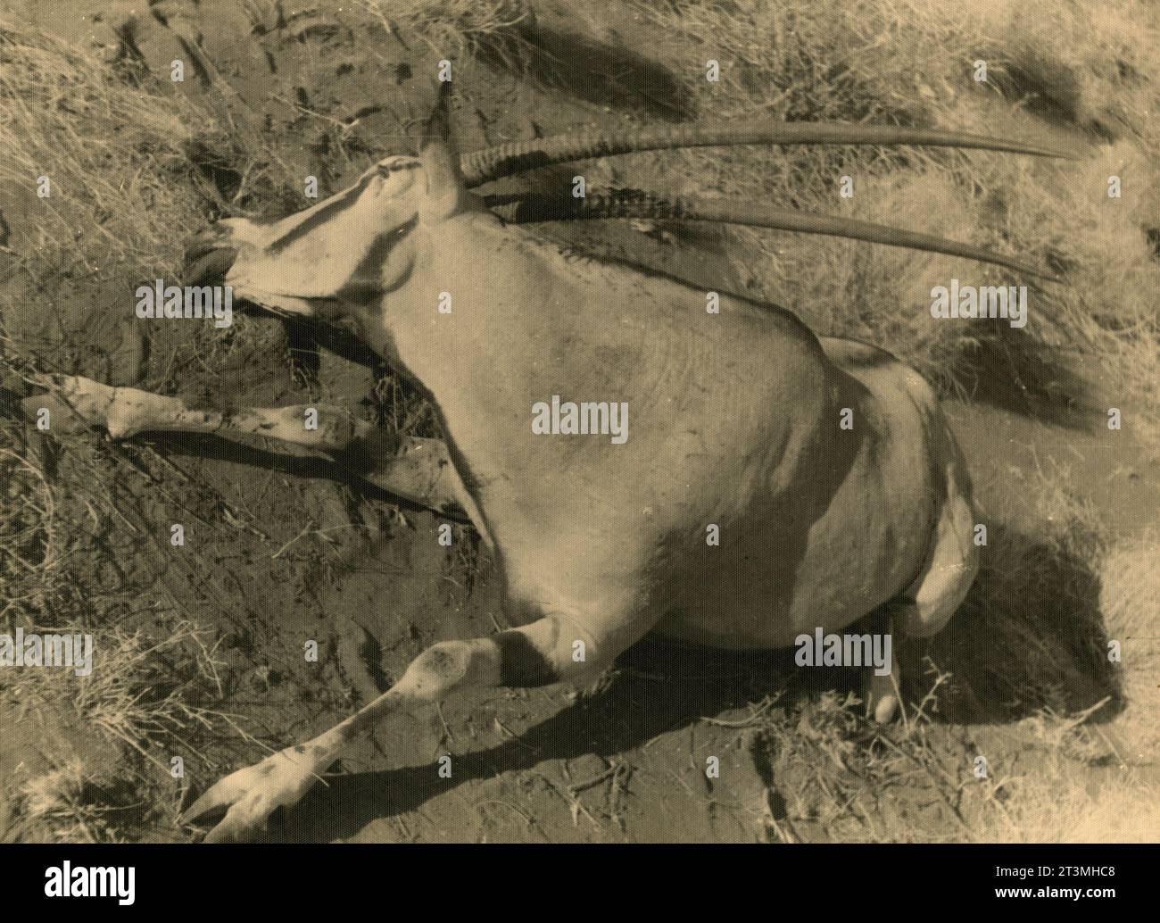Antelope killed by hunter, Somalia 1939 Stock Photo - Alamy