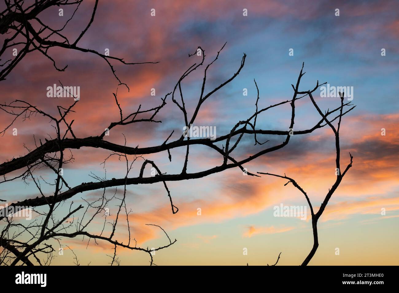 climate change dry tree Stock Photo - Alamy
