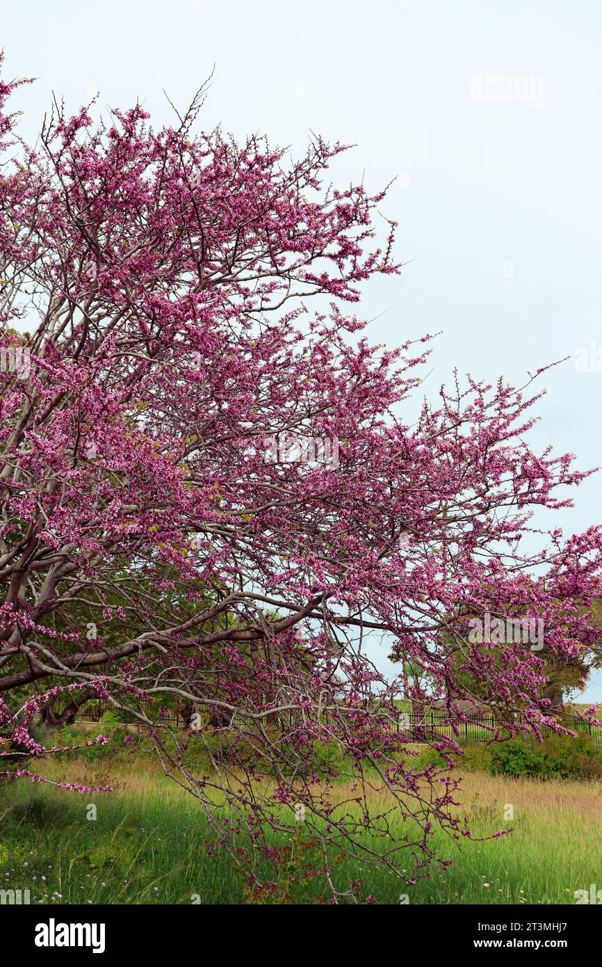 Cercis genus tree blossoming with purple flowers Stock Photo - Alamy