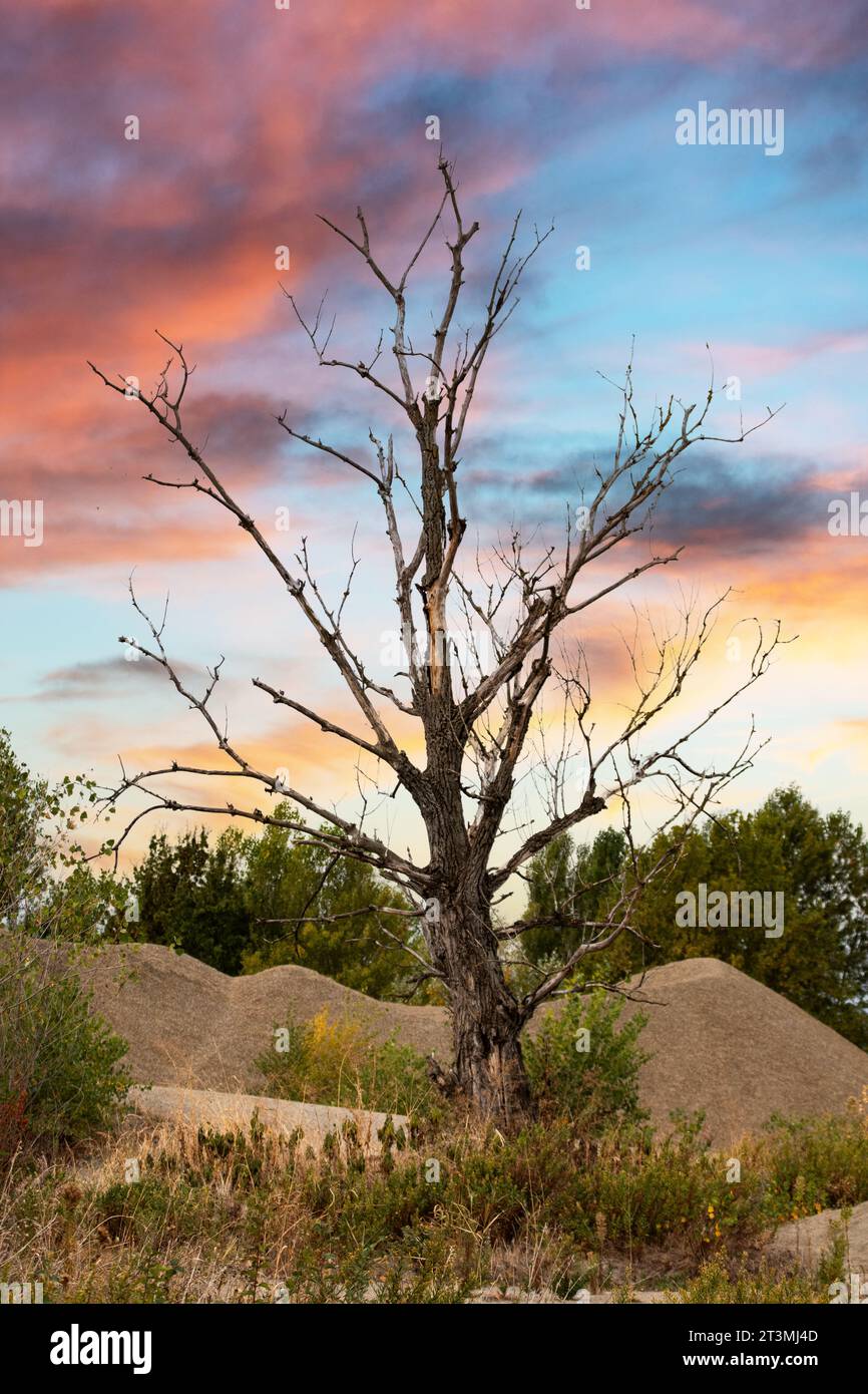 climate change dry tree Stock Photo - Alamy
