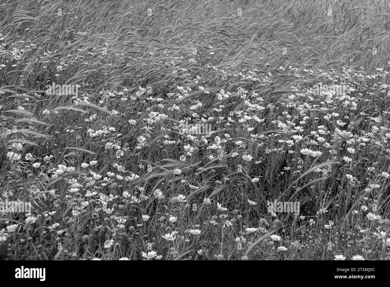 Annual wildflowers garden hi-res stock photography and images - Alamy