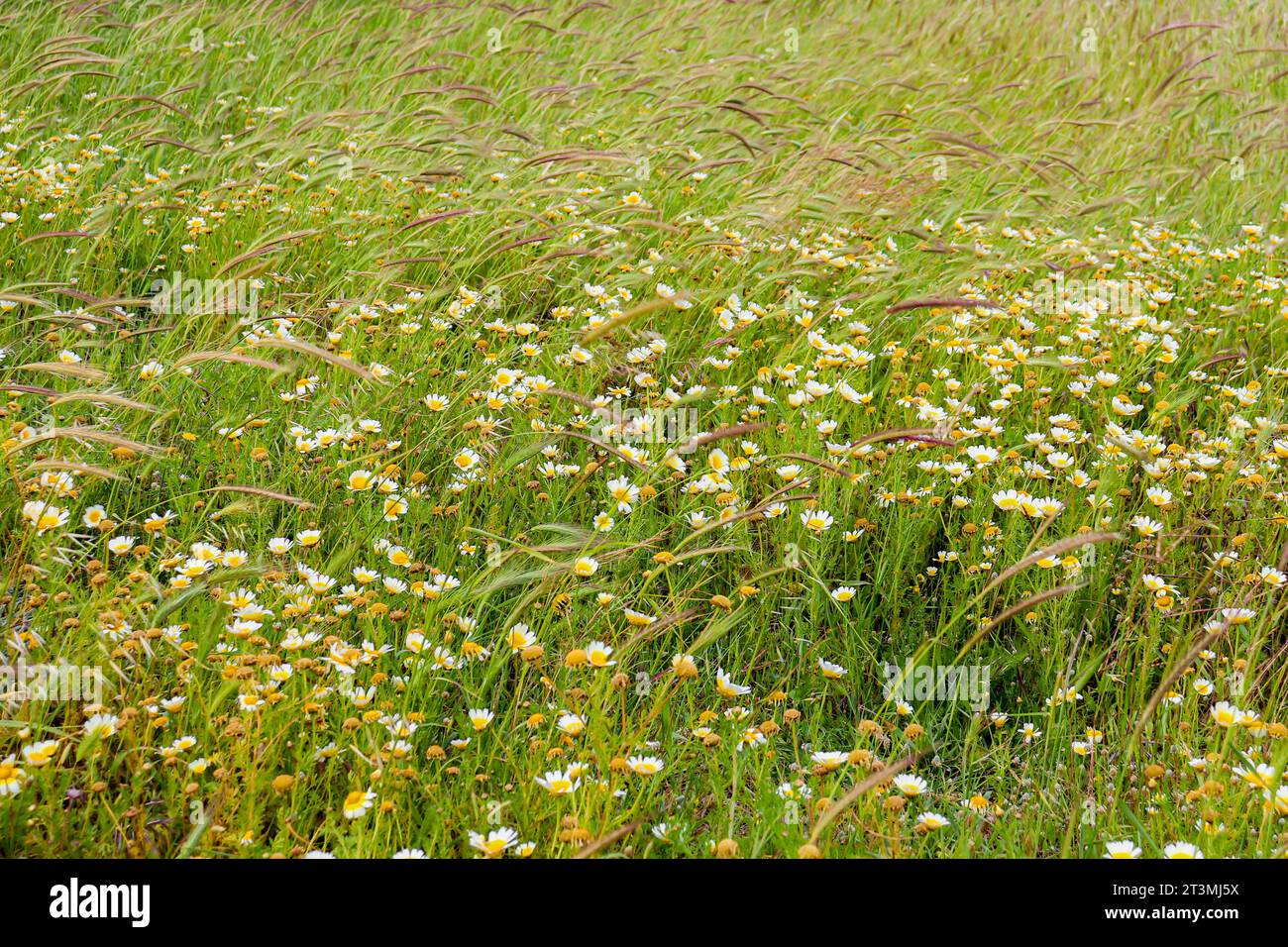 Field of Layia platyglossa wildflowers in Rhodes, Greece Stock Photo ...