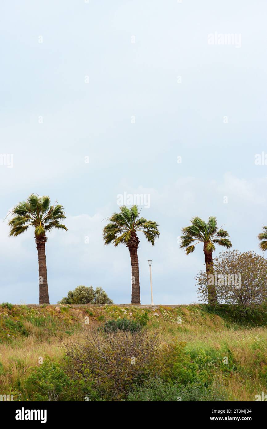 Palm greenery hi-res stock photography and images - Alamy Palm greenery hi-res stock photography and images - Alamy