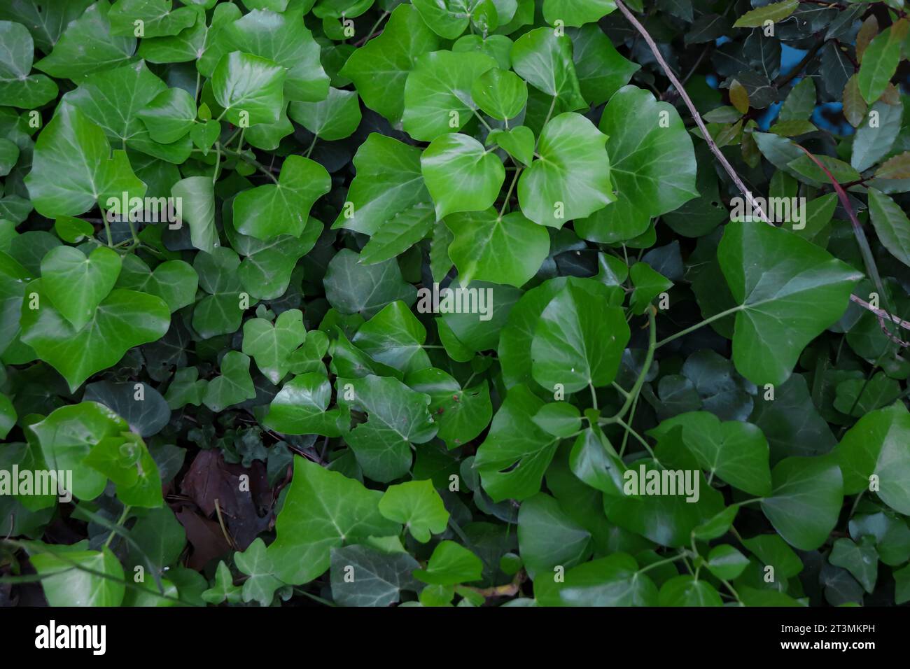 Hedera, commonly known as Ivy leaves textured pattern background Stock ...